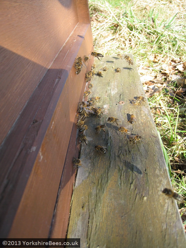Update on the bees and Honey. | YorkshireBees Blog