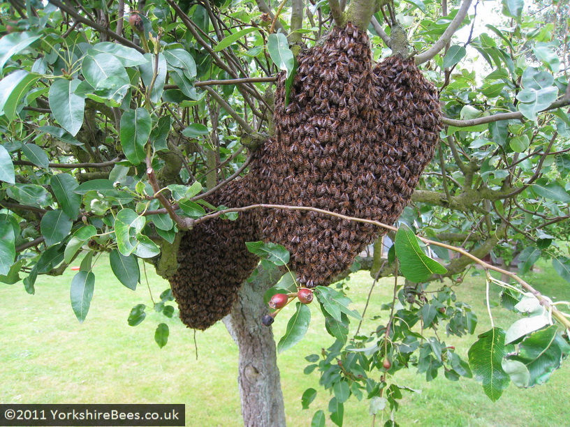 More swarms and new hive types | YorkshireBees Blog