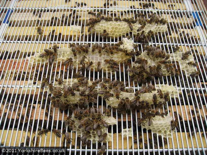 Brace yourself for the move | YorkshireBees Blog